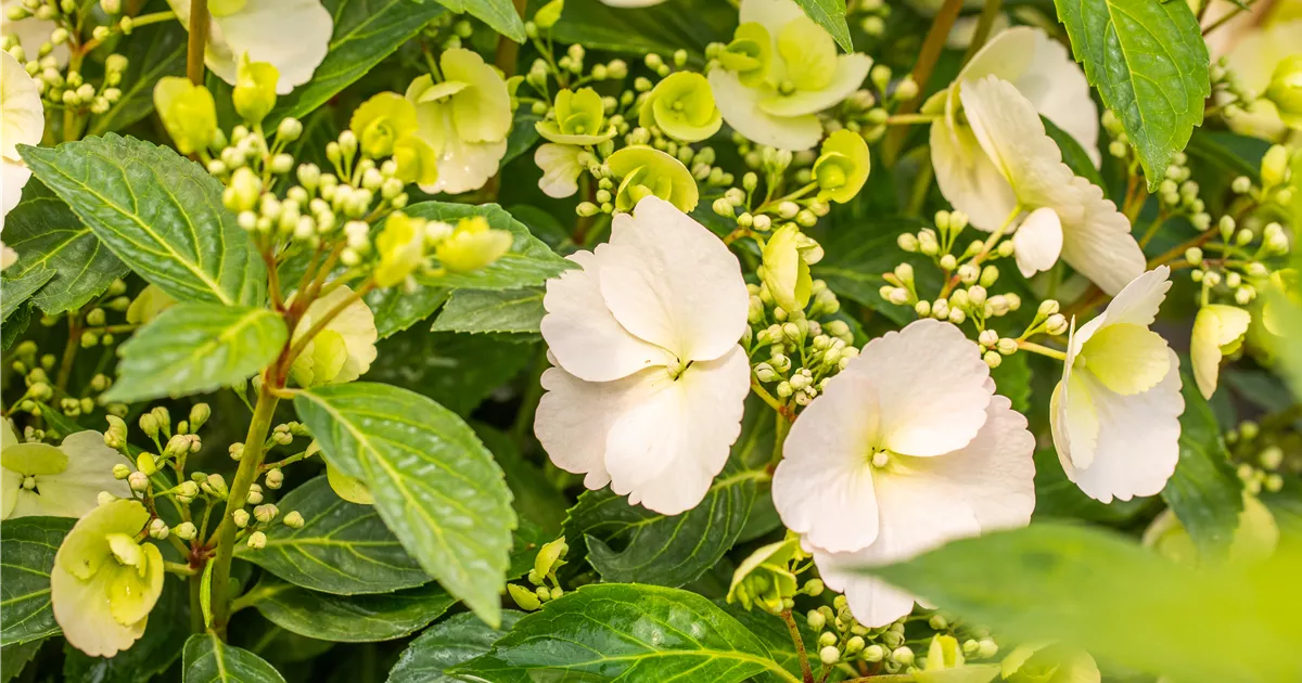 Girlanden Hortensie Runaway Bride